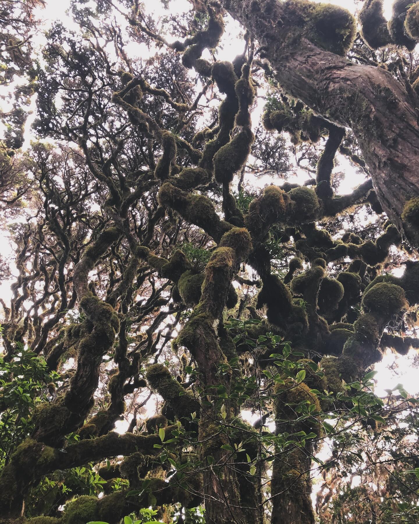 Mount Dulang-dulang of Bukidnon